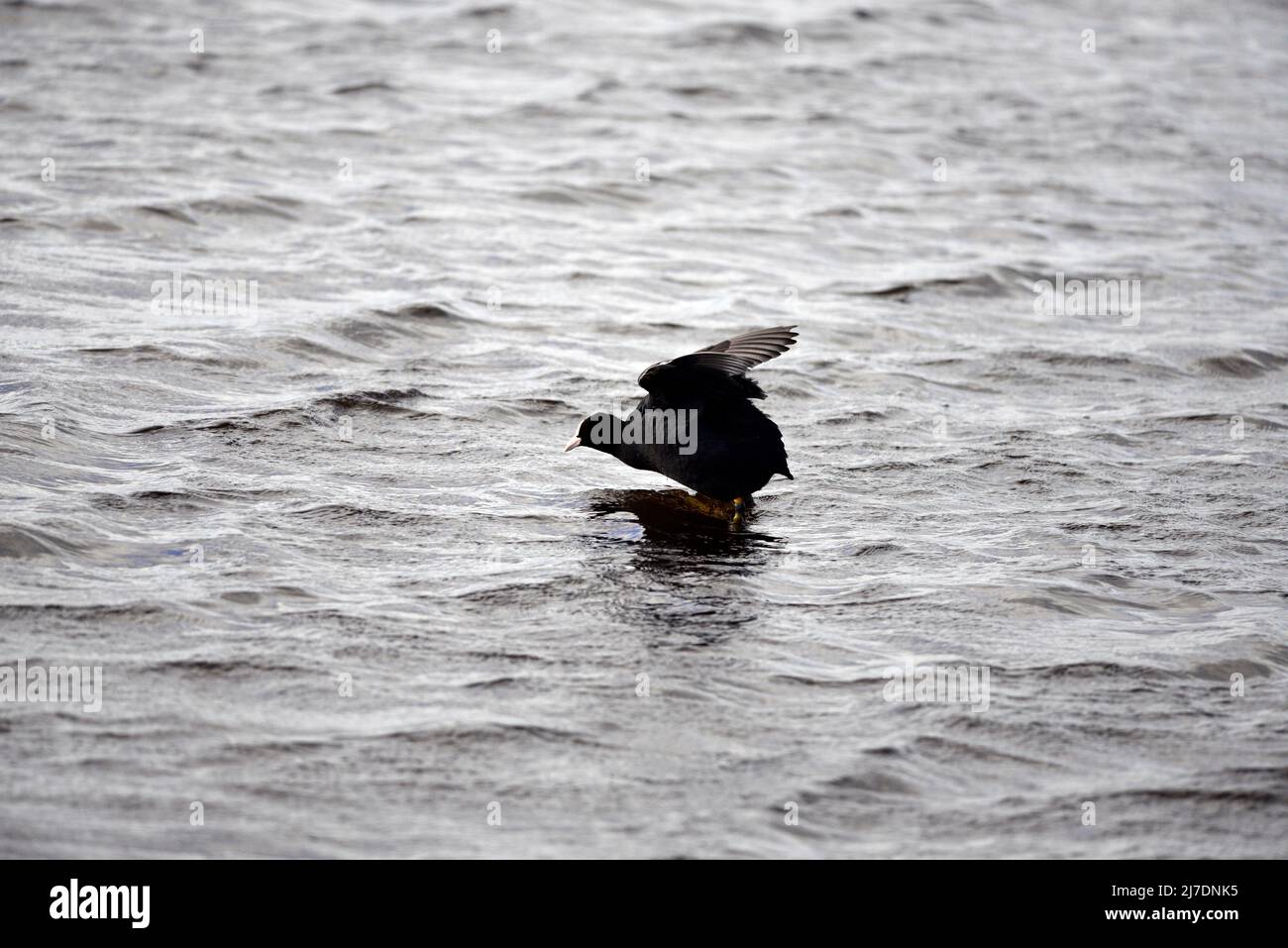 Coot RSPB Loch Leven Perthshire Scotland Stock Photo - Alamy