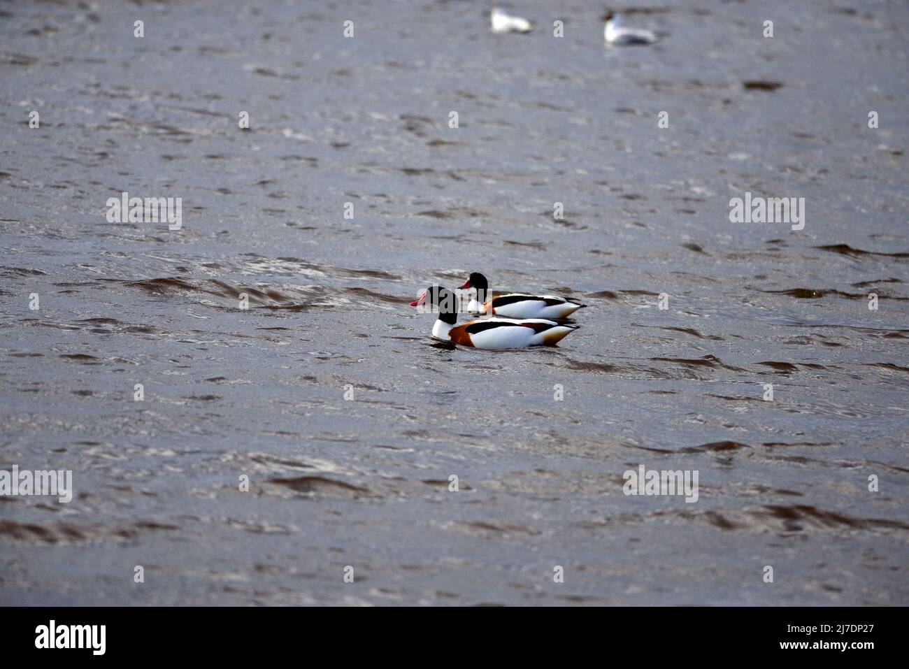 Shelduck feathers hi-res stock photography and images - Alamy