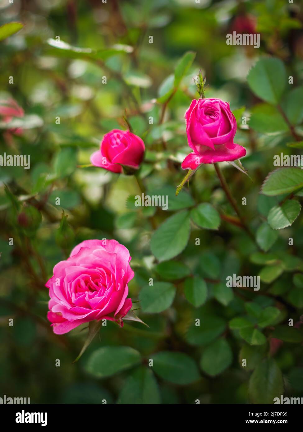 Closeup red roses green leaves hi-res stock photography and images - Alamy