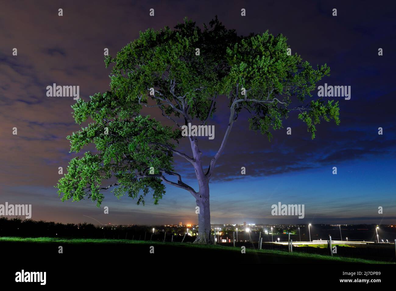 A solitary tree in a farmers field illuminated by torchlight Stock ...