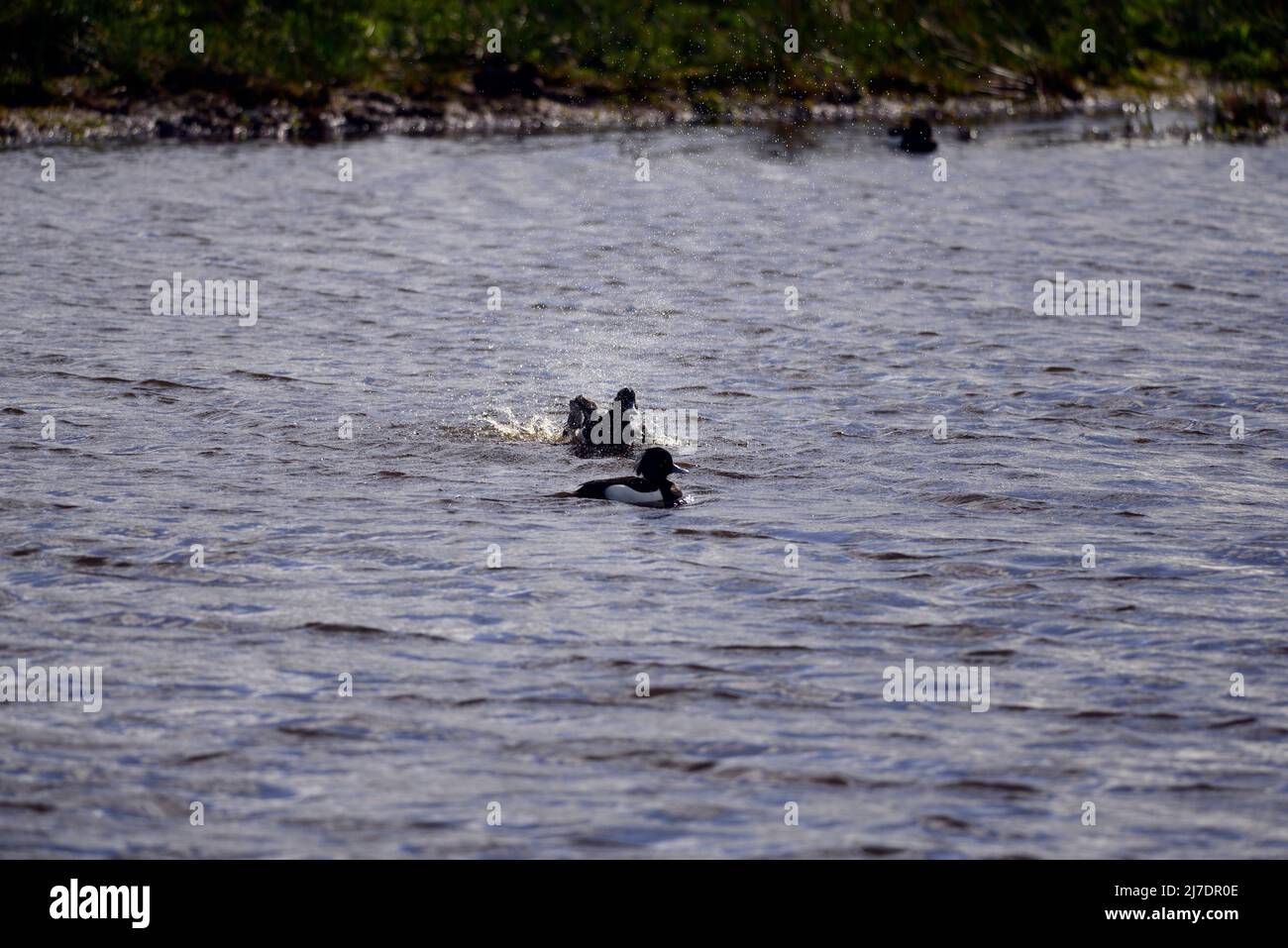 Tufted duck RSPB Loch Leven Perthshire Scotland Stock Photo - Alamy