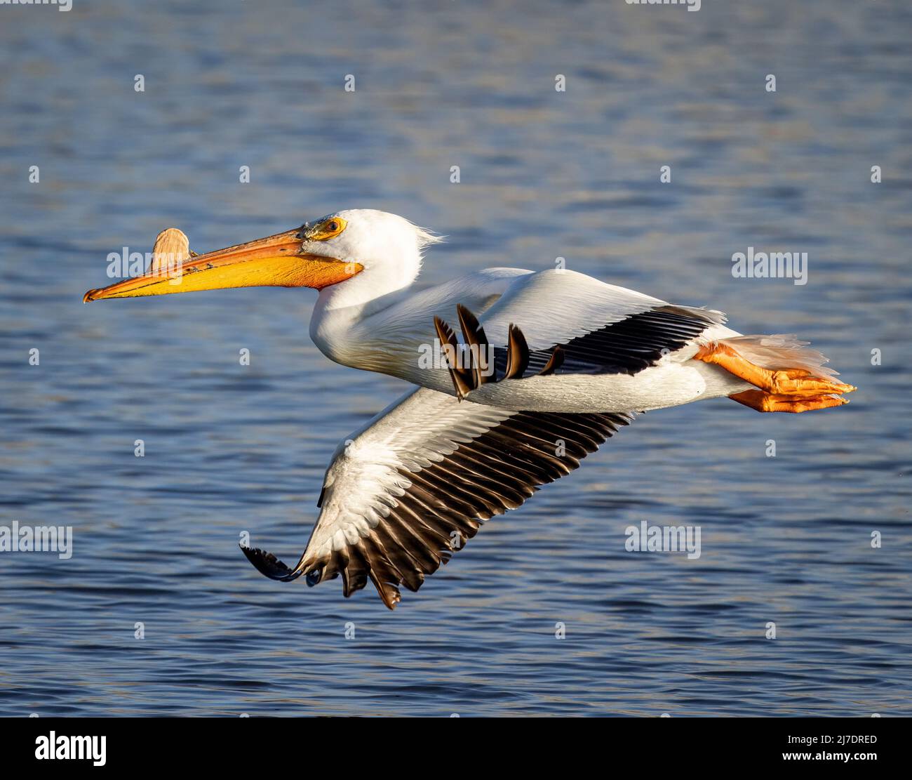 American white pelican (Pelecanus erythrorhynchos) in flight over water ...