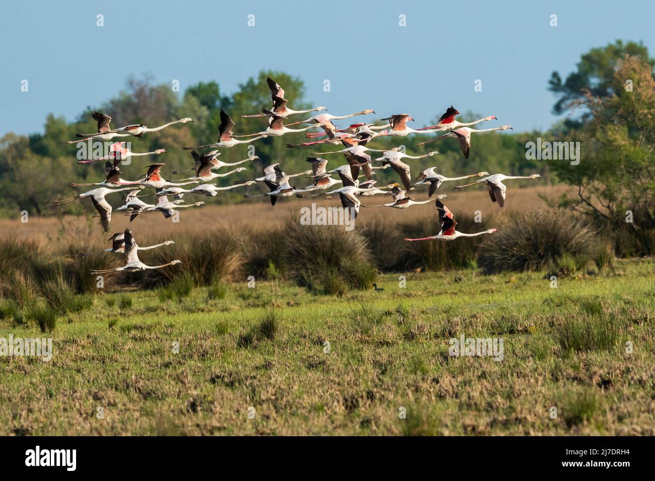 A flock of flamingos flying low over the ground in the Camargue, France ...