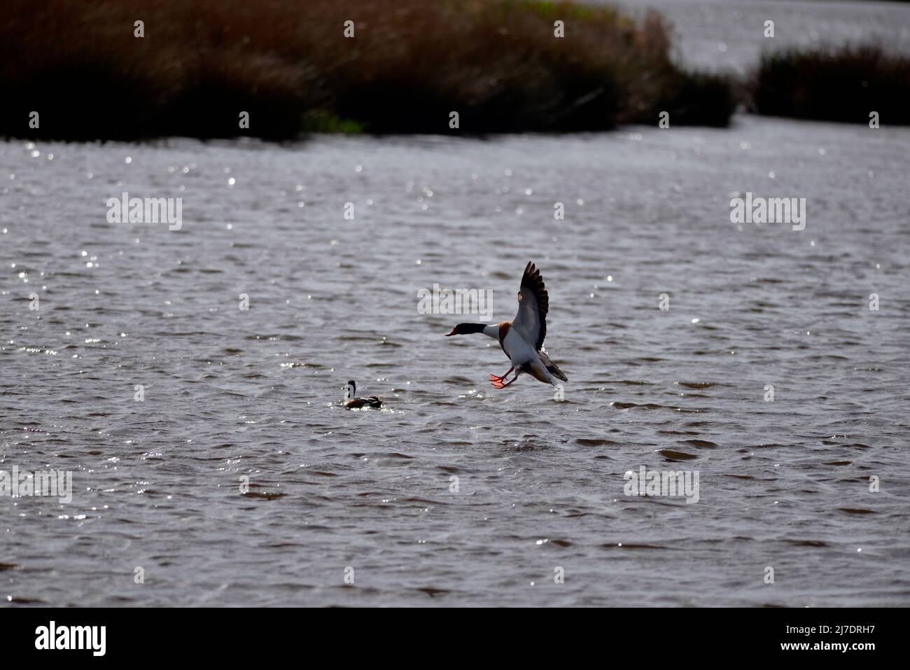 Shelduck feathers hi-res stock photography and images - Alamy