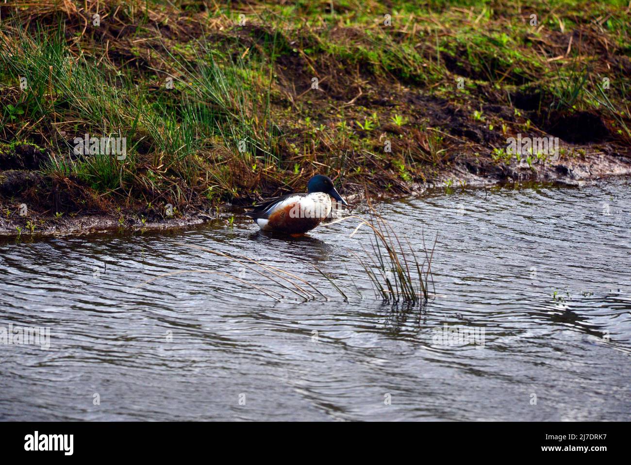 RSPB Loch Leven Perthshire Scotland Stock Photo - Alamy