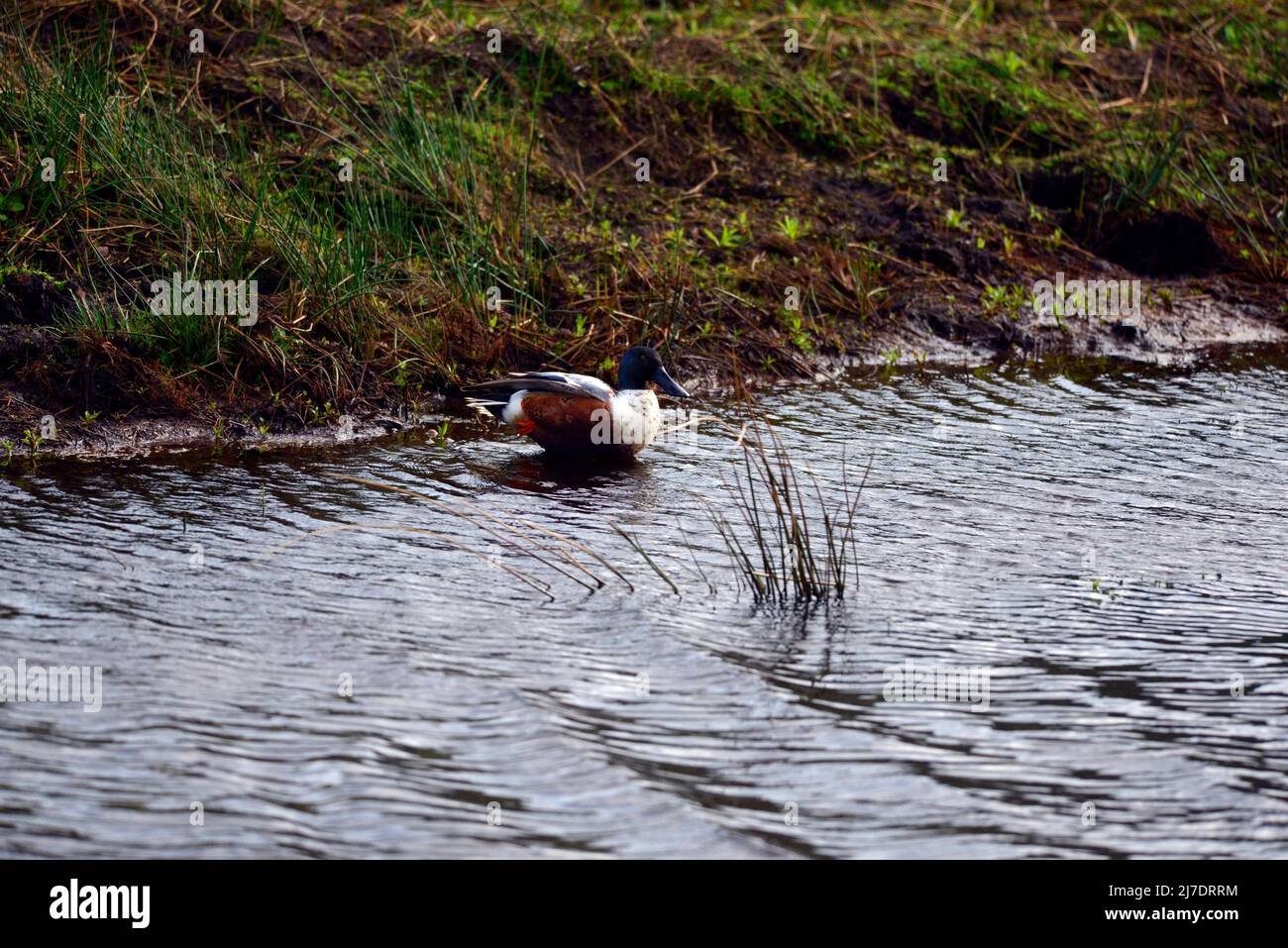 Shoveler duck scotland hi-res stock photography and images - Alamy