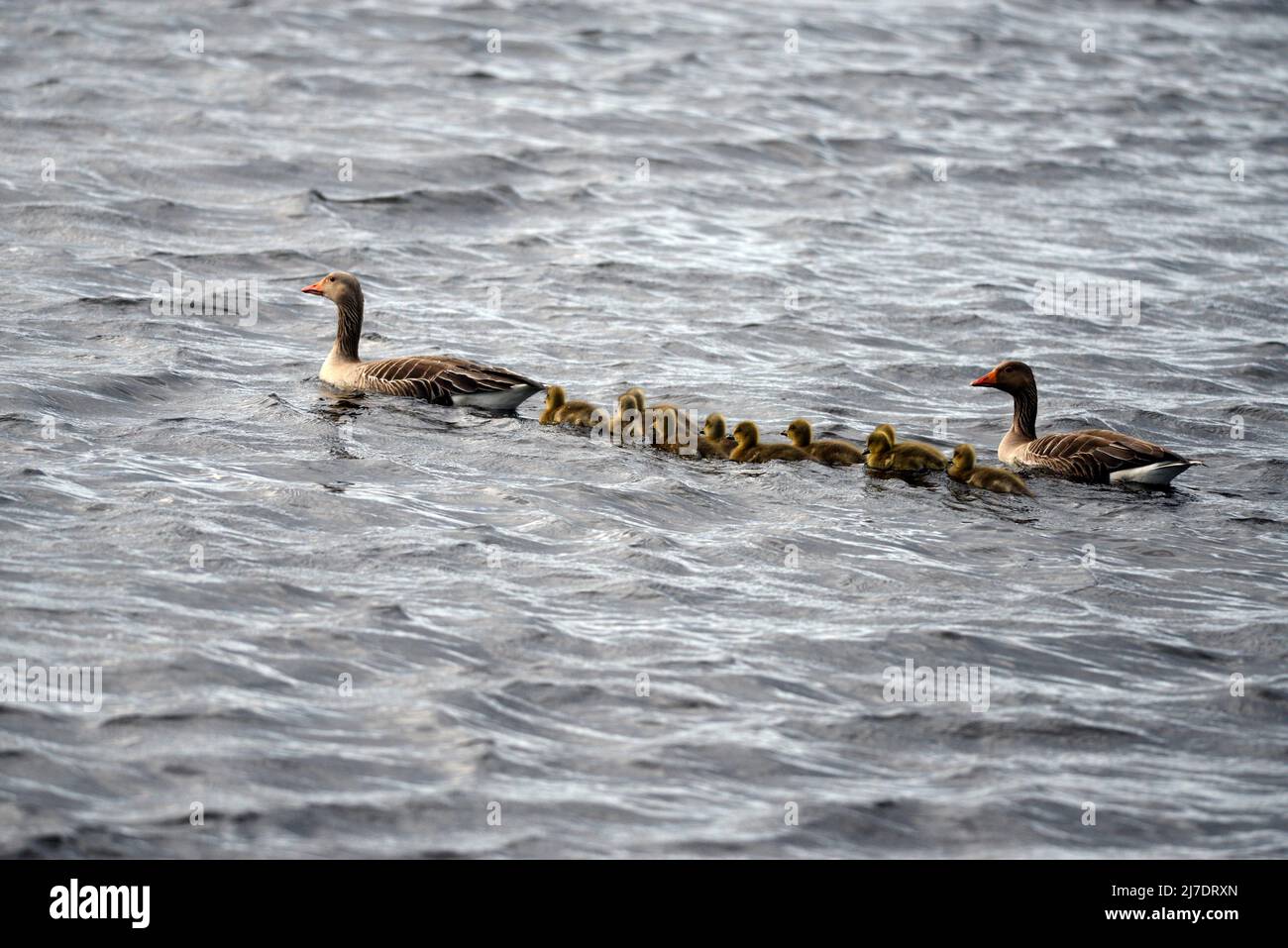 Native scottish ducks hi-res stock photography and images - Alamy