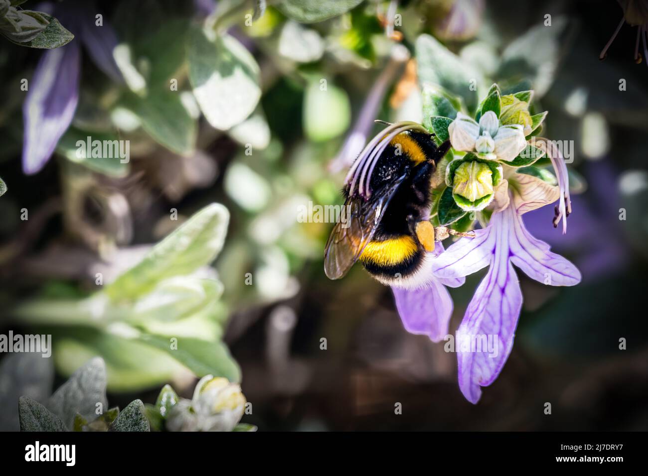 White-tailed bumblebee or Bombus lucorum on the blue flower of a ...