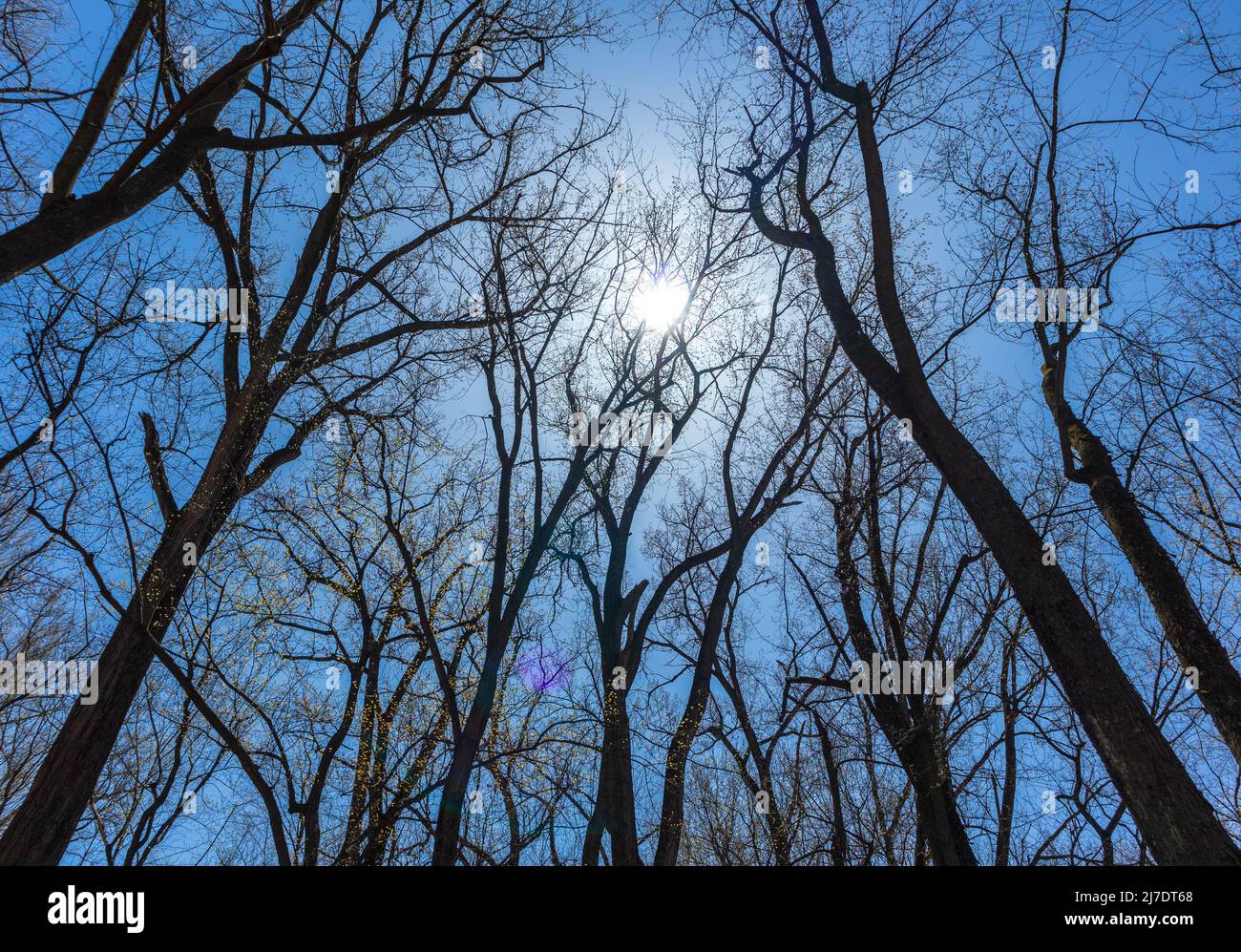 Reaching for the sun hi-res stock photography and images - Alamy