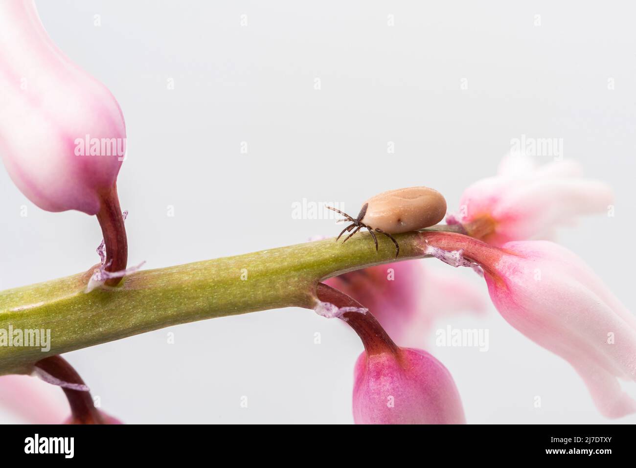 Insect tick on a flower. Isolated hyacinth flower with a tick insect on ...