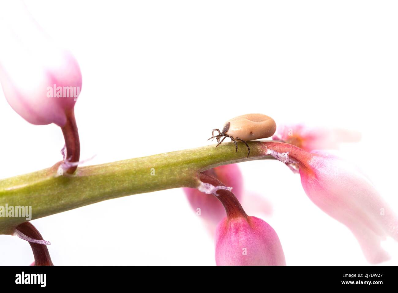 Insect tick on a flower. Isolated hyacinth flower with a tick insect on ...