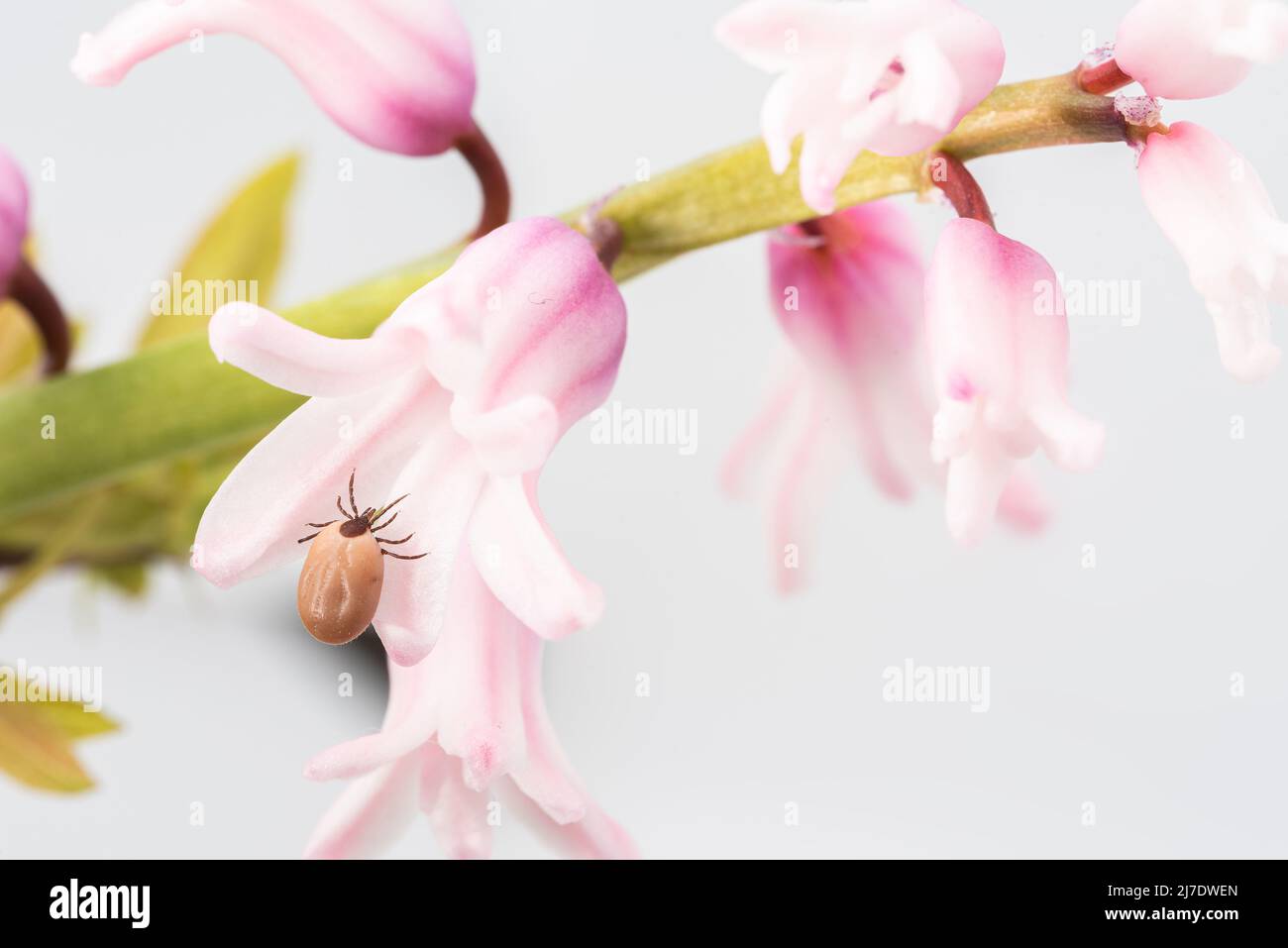 Insect tick on a flower. Isolated hyacinth flower with a tick insect on ...