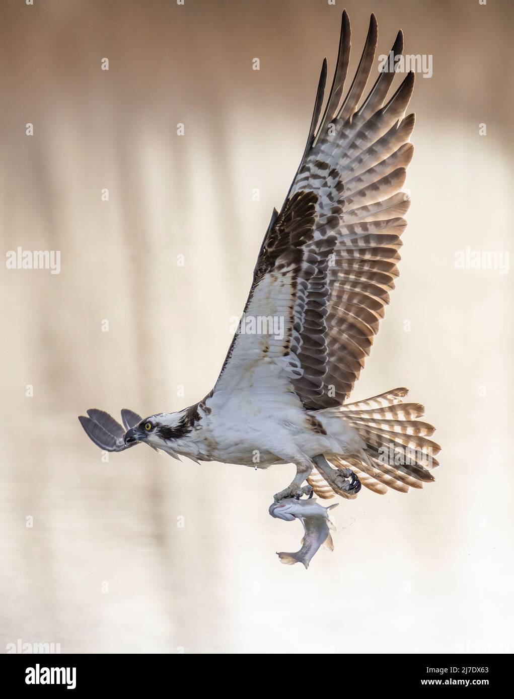 Osprey (pandion haliaetus) in flight with fish Colorado, USA Stock ...
