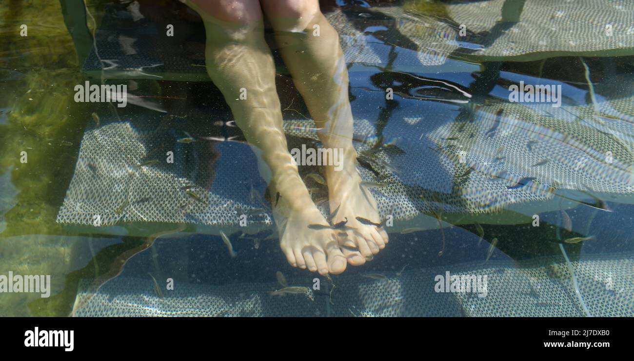 Peeling feet fish. Cosmetic foot care with the help of fishes doing ...