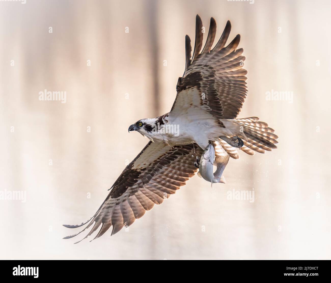 Osprey (pandion haliaetus) in flight with fish Colorado, USA Stock ...