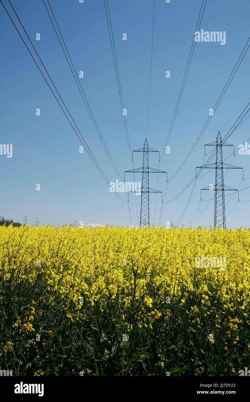 Blooming Rapeseed Field With High Voltage Power Lines, Blue Sky And ...