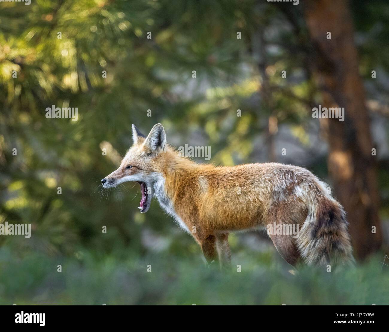 Furbearer fox hi-res stock photography and images - Alamy