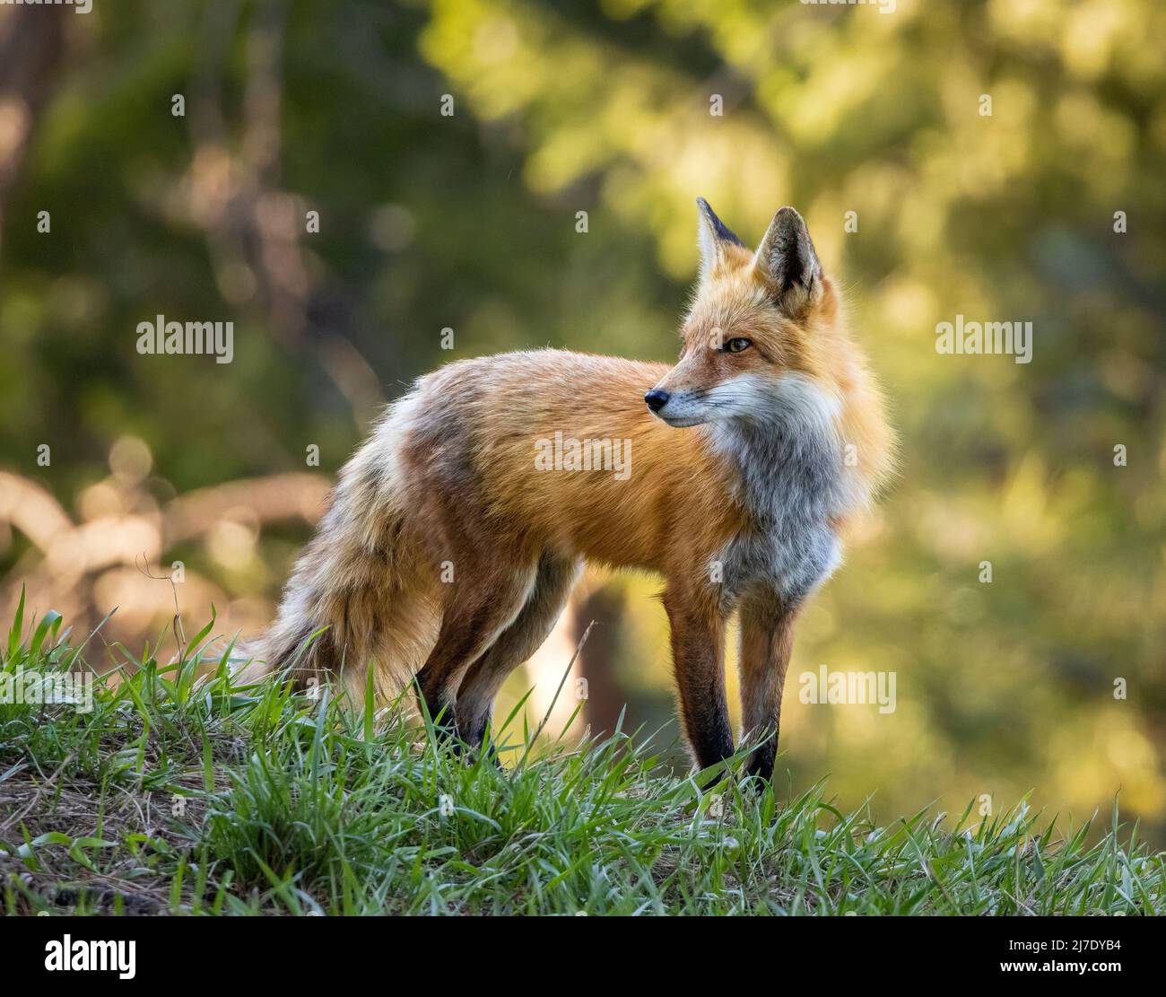 Furbearer fox hi-res stock photography and images - Alamy