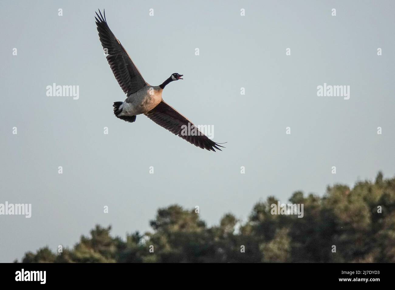 Thursley Common, Elstead. 08th May 2022. Warm and sunny across the Home ...