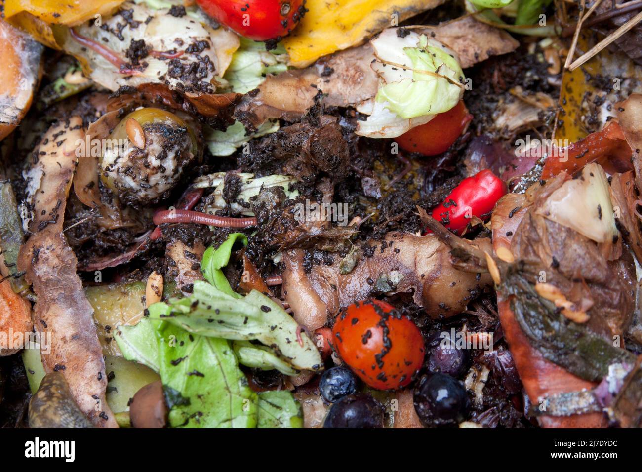 rotting food compositing in wormery, UK Stock Photo - Alamy