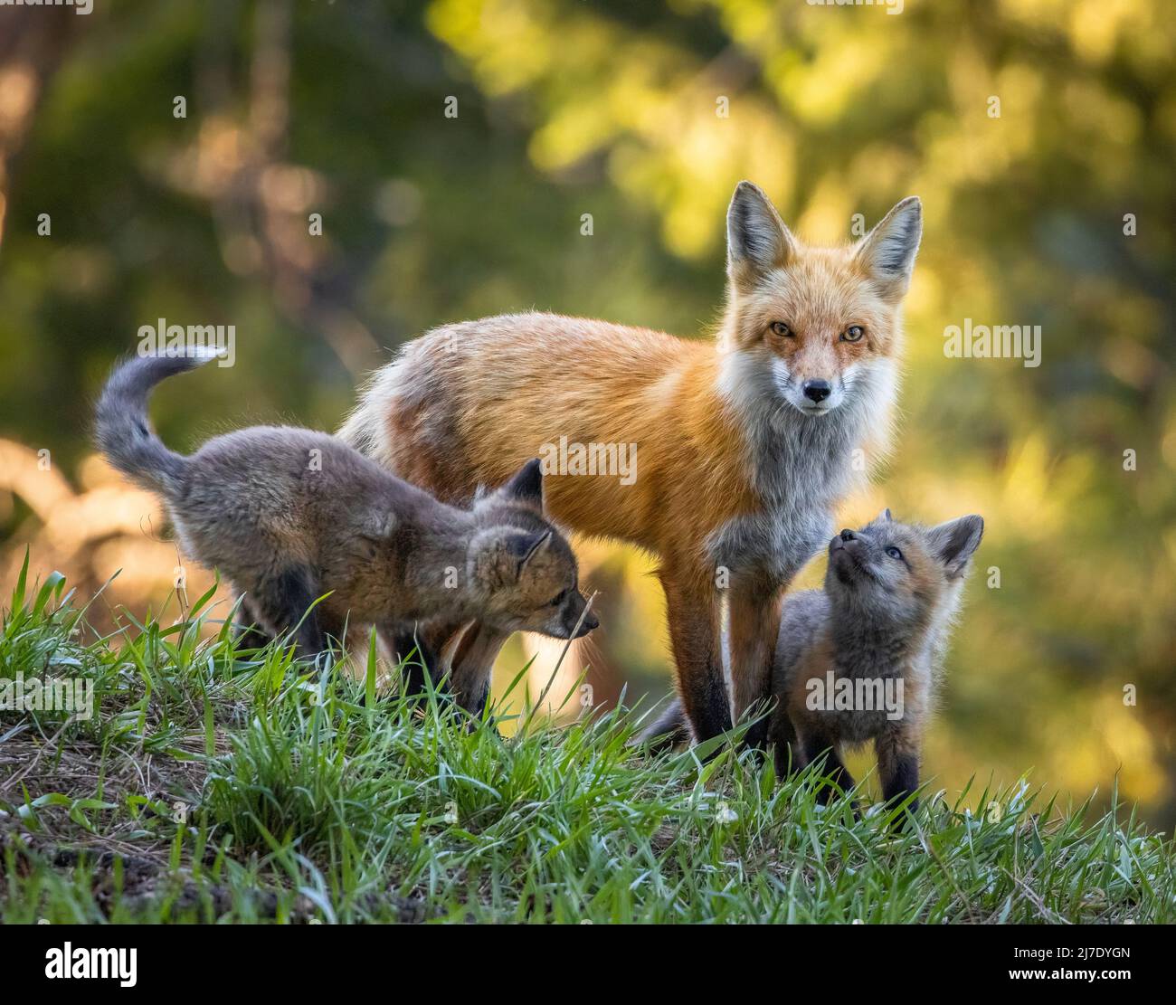Adult red fox hi-res stock photography and images - Alamy