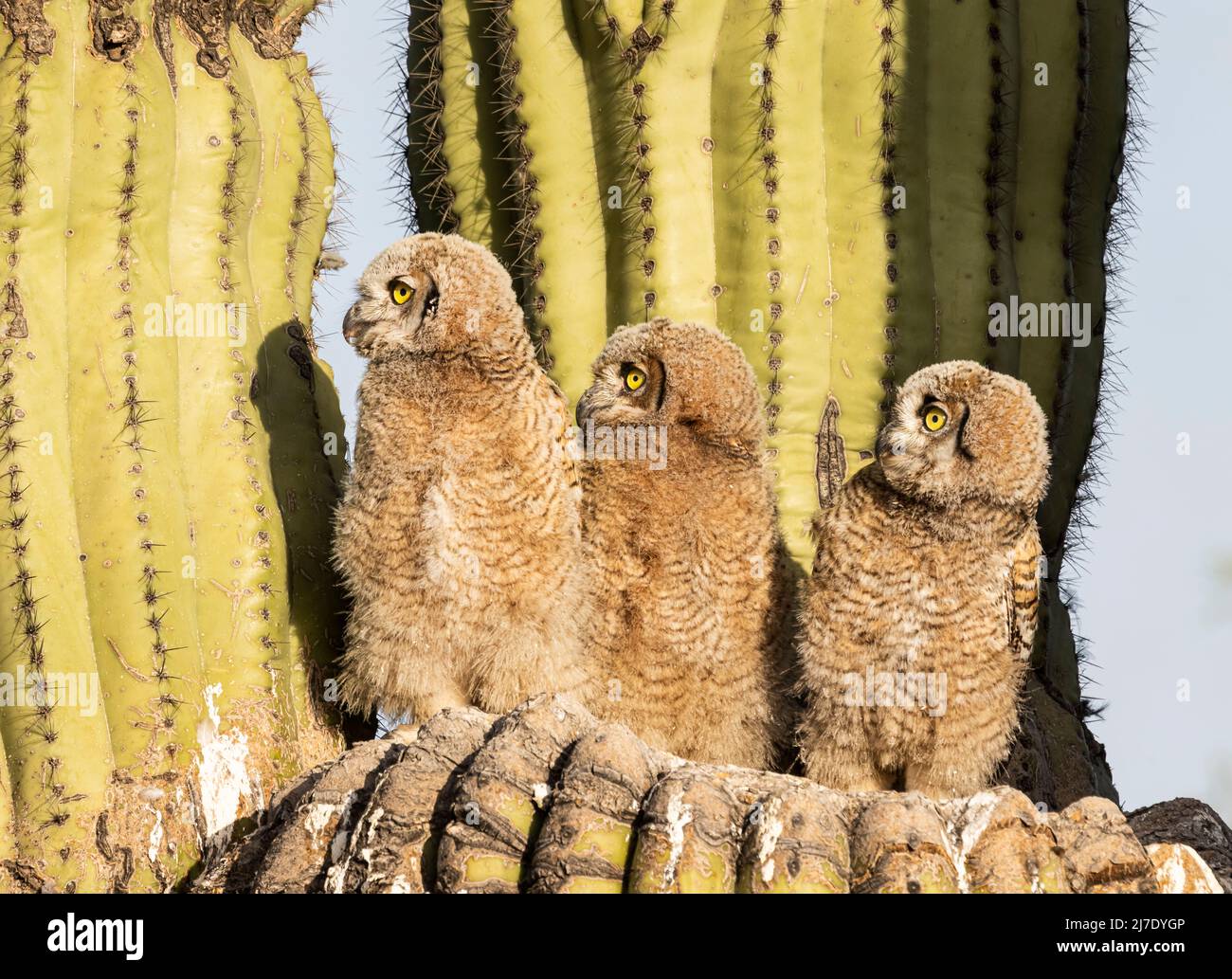 Great Horned Owl with Three Owlets Stock Photo - Alamy