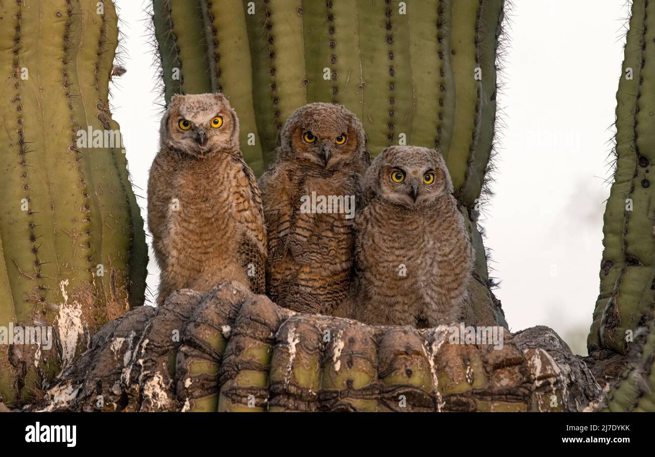 Great Horned Owl with Three Owlets Stock Photo - Alamy