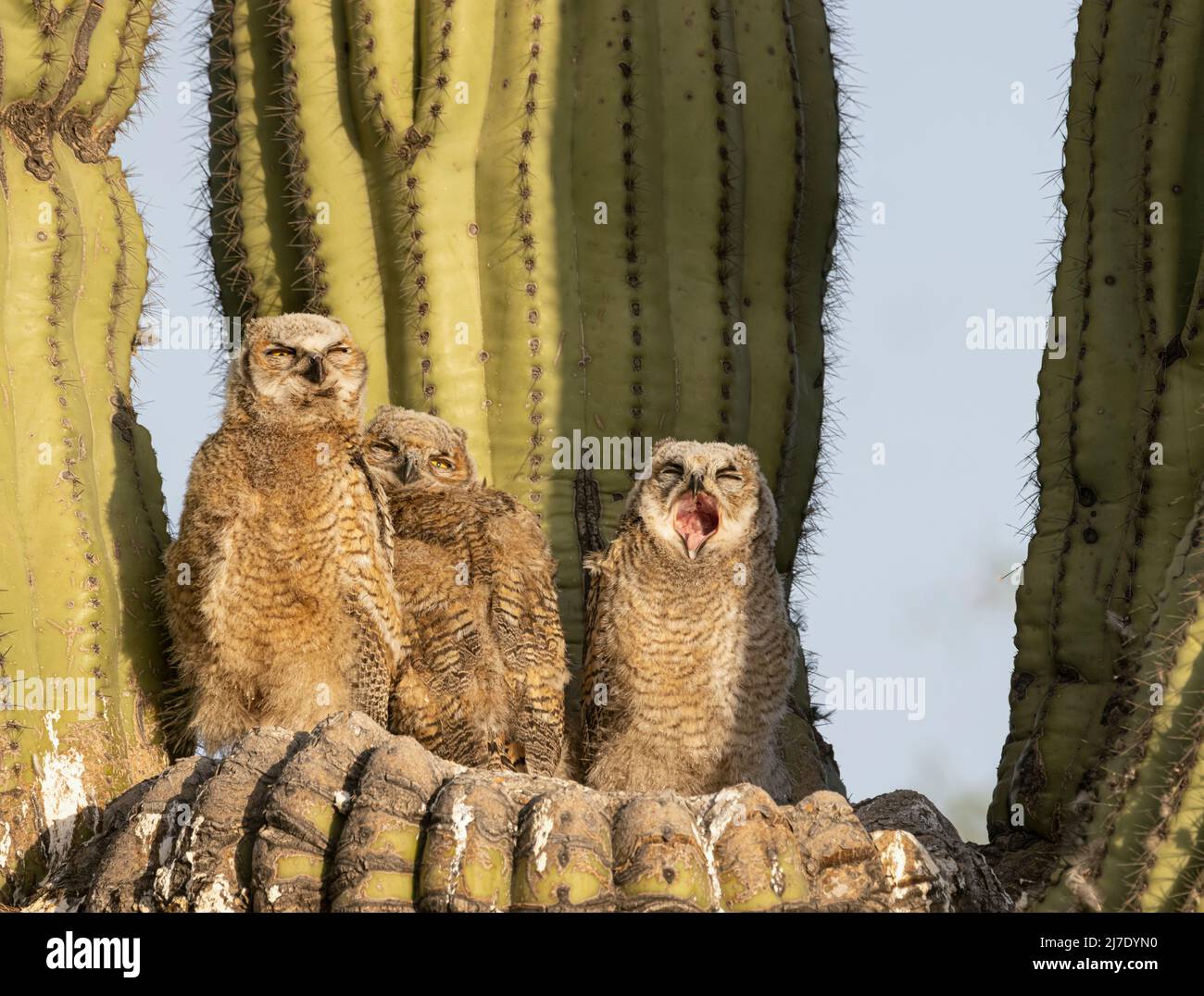 Great Horned Owl with Three Owlets Stock Photo - Alamy