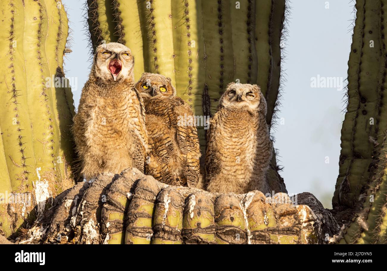 Great Horned Owl with Three Owlets Stock Photo - Alamy