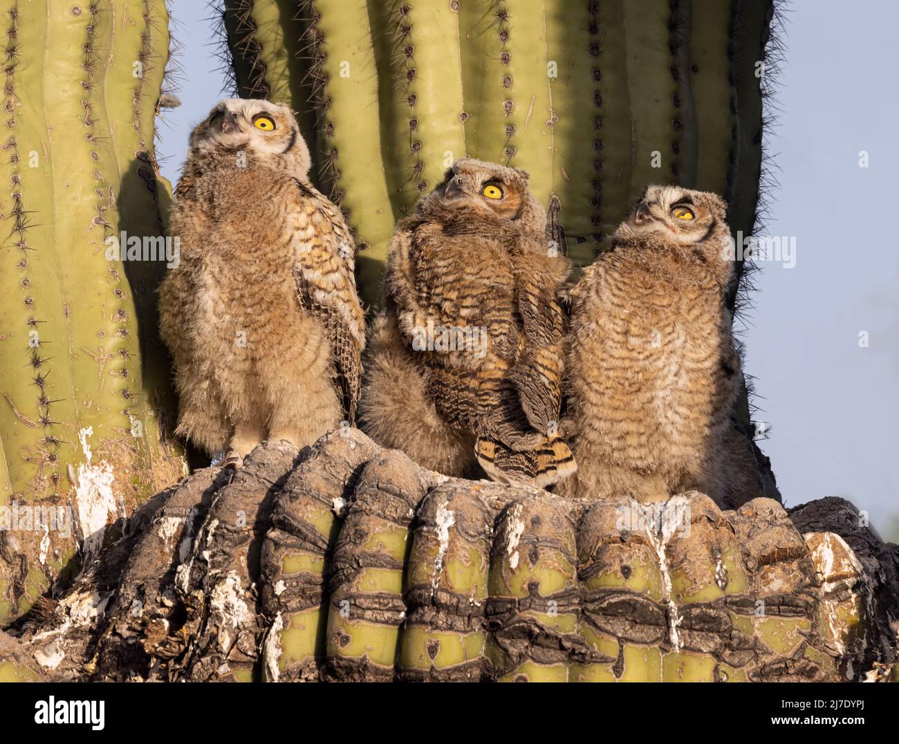 Great Horned Owl with Three Owlets Stock Photo - Alamy
