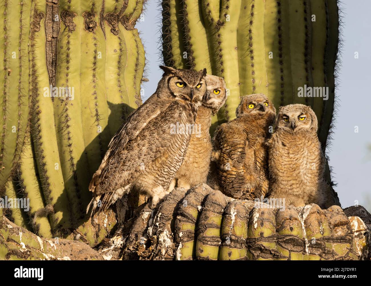 Great Horned Owl with Three Owlets Stock Photo - Alamy