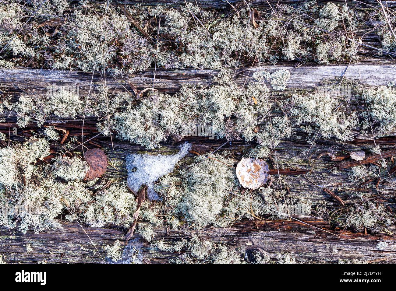 Nature wallpaper with a fragment of reindeer moss, melting snow, dried ...
