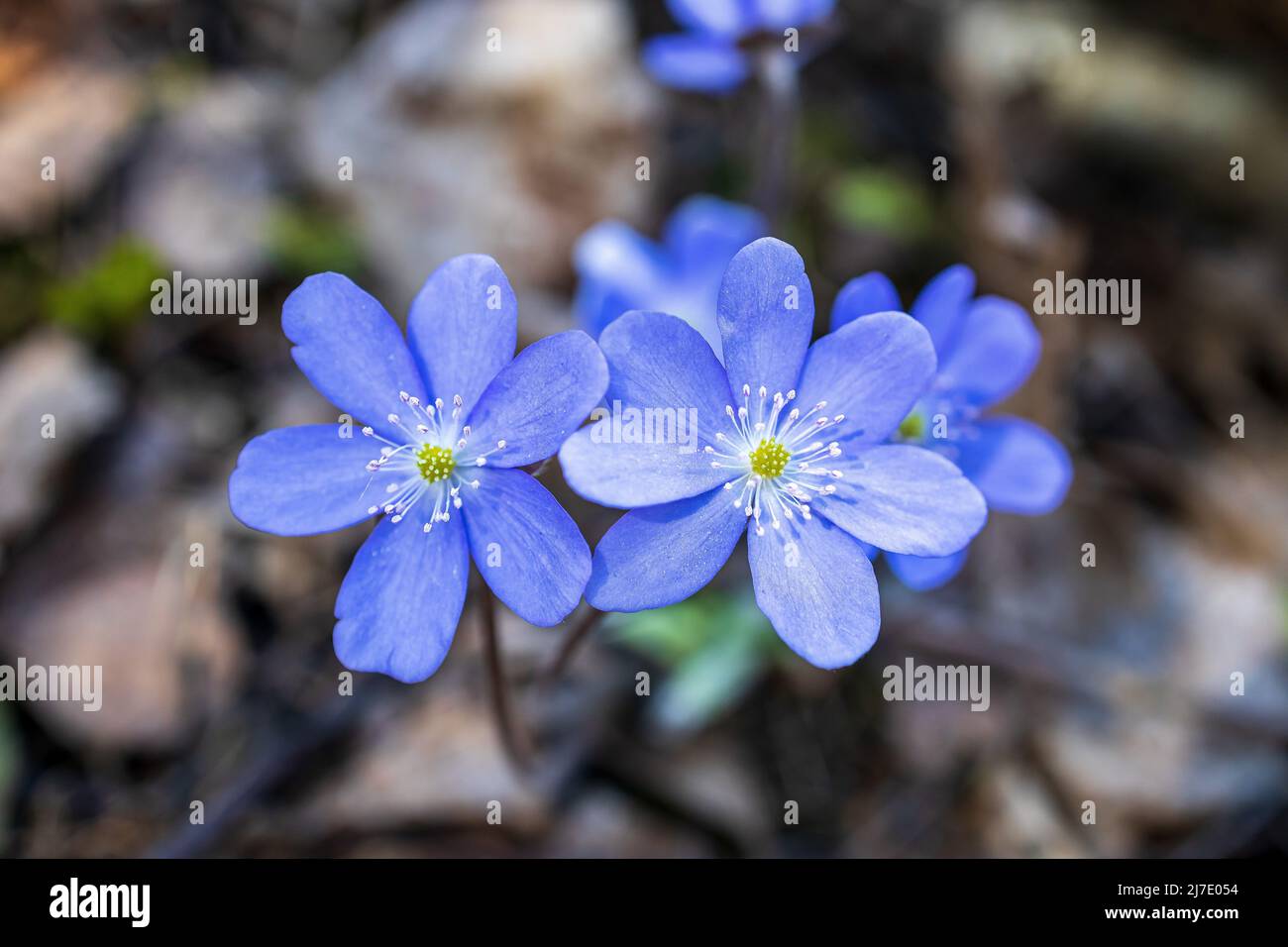 Hepatica is a genus of herbaceous perennials in the buttercup family ...