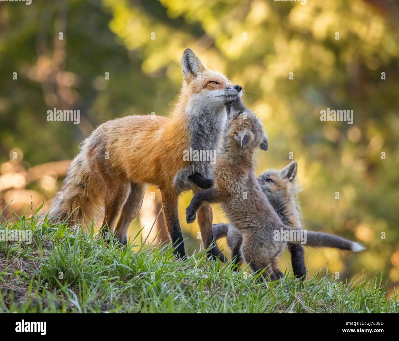 Adult Red fox (vulpes vulpes) with two kits in forest Colorado, USA Stock Photo - Alamy