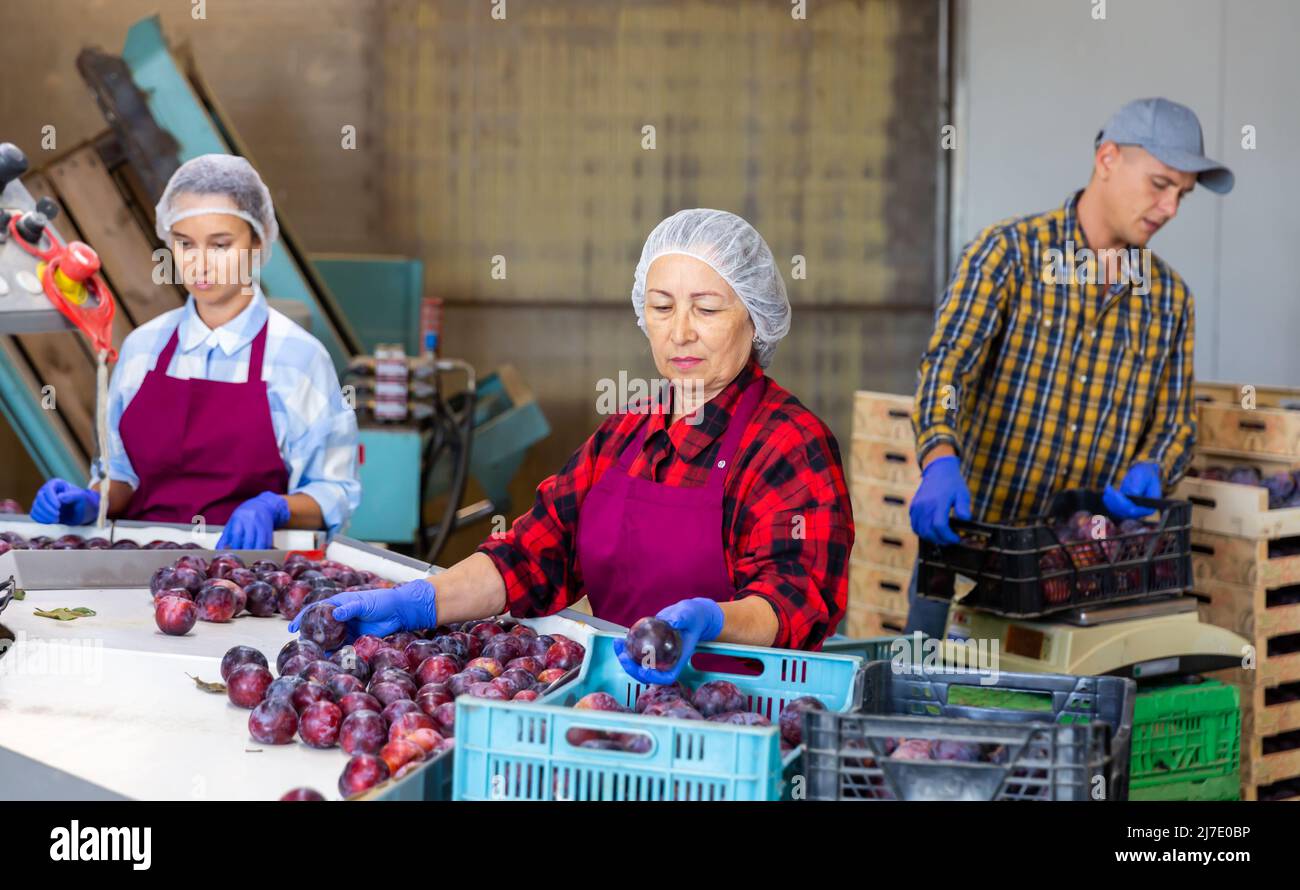 Workers sorting and packing plums in storage room Stock Photo - Alamy