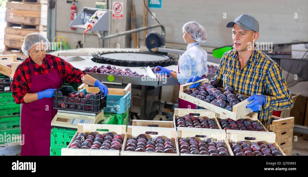 Group of farmers preparing plums for packaging Stock Photo - Alamy