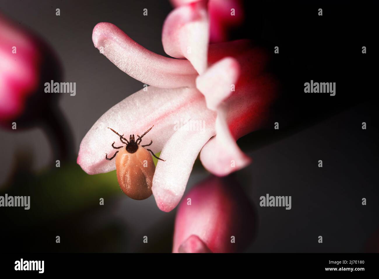 Insect tick on a flower. Isolated hyacinth flower with a tick insect on ...