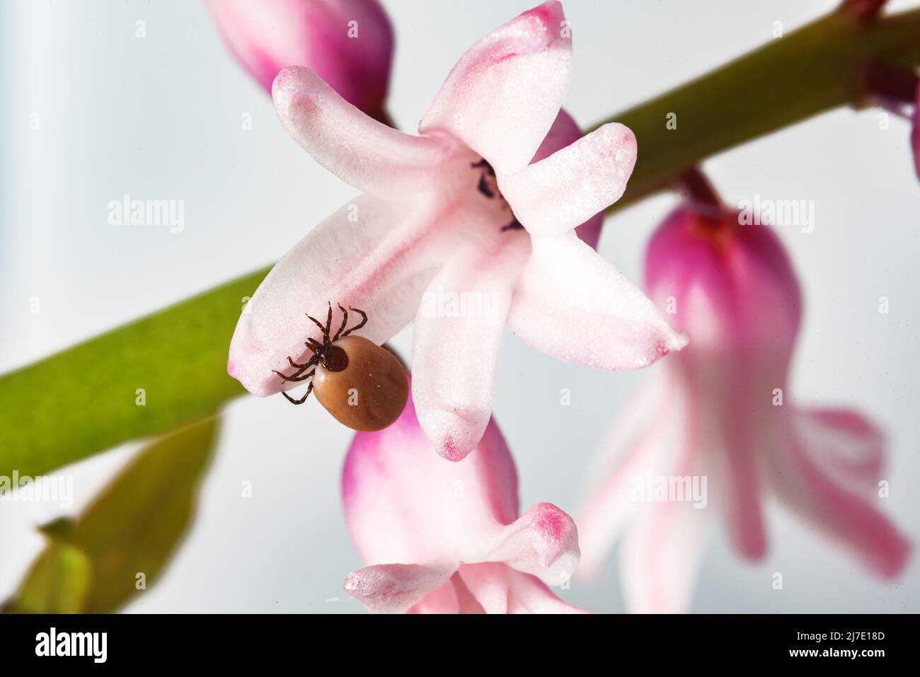 Insect tick on a flower. Isolated hyacinth flower with a tick insect on ...