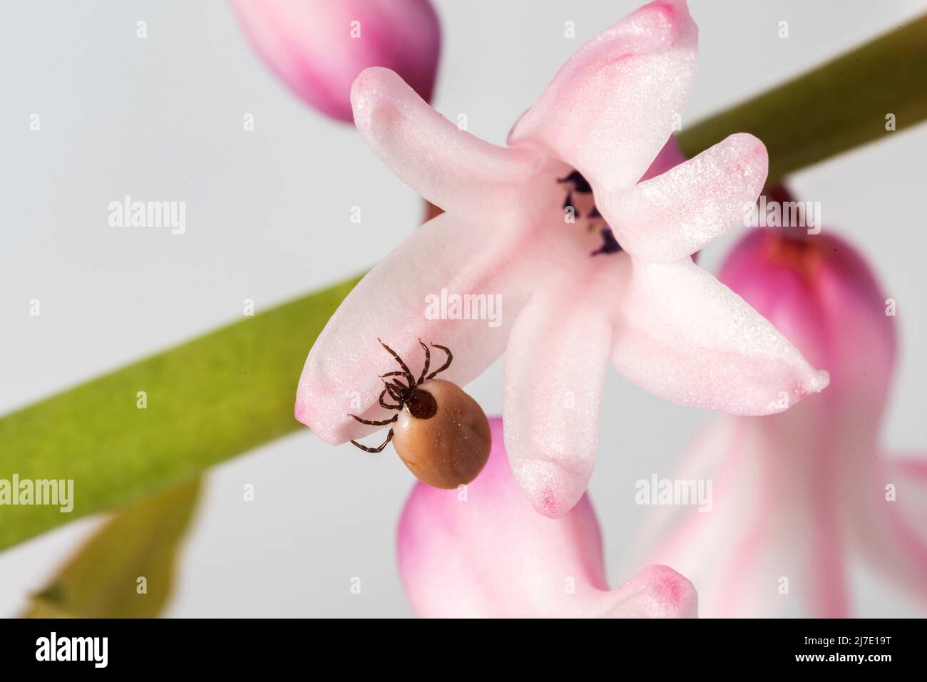 Insect tick on a flower. Isolated hyacinth flower with a tick insect on ...