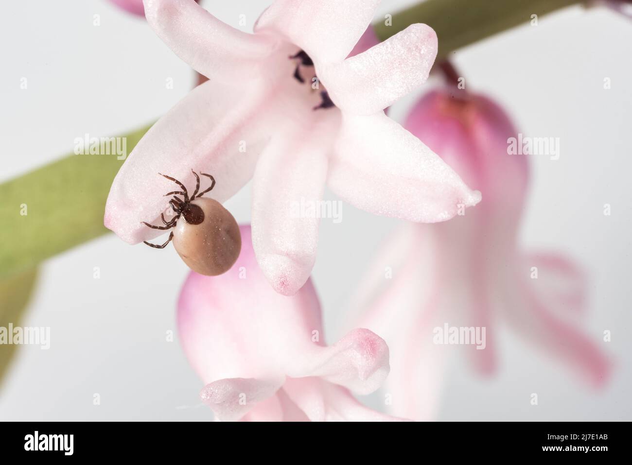 Insect tick on a flower. Isolated hyacinth flower with a tick insect on ...