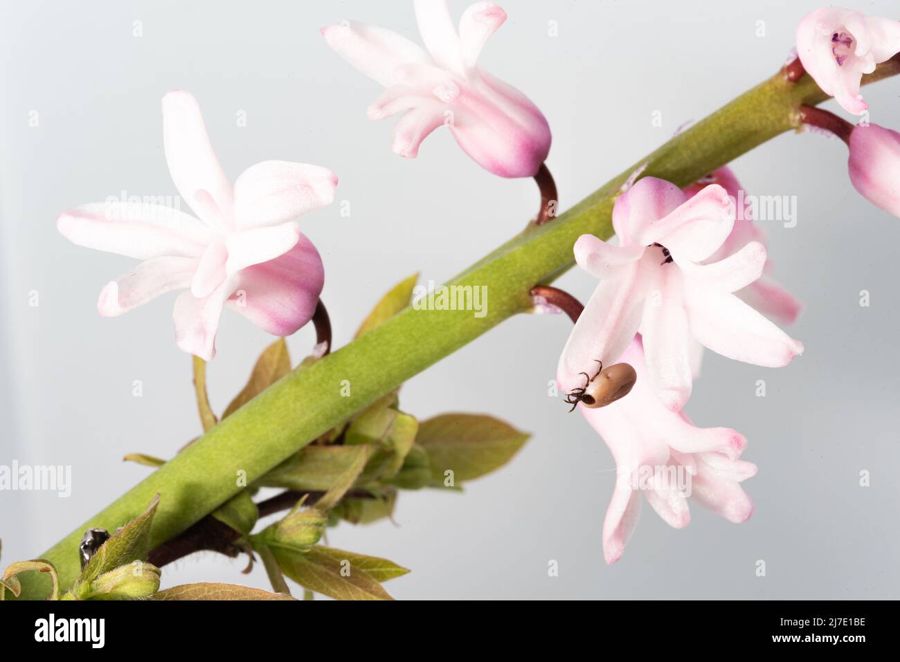 Insect tick on a flower. Isolated hyacinth flower with a tick insect on ...
