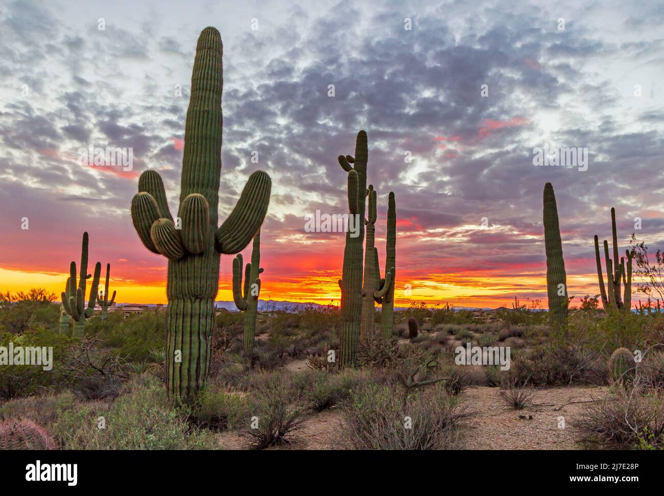 Fiery sunset saguaro cactus hi-res stock photography and images - Alamy