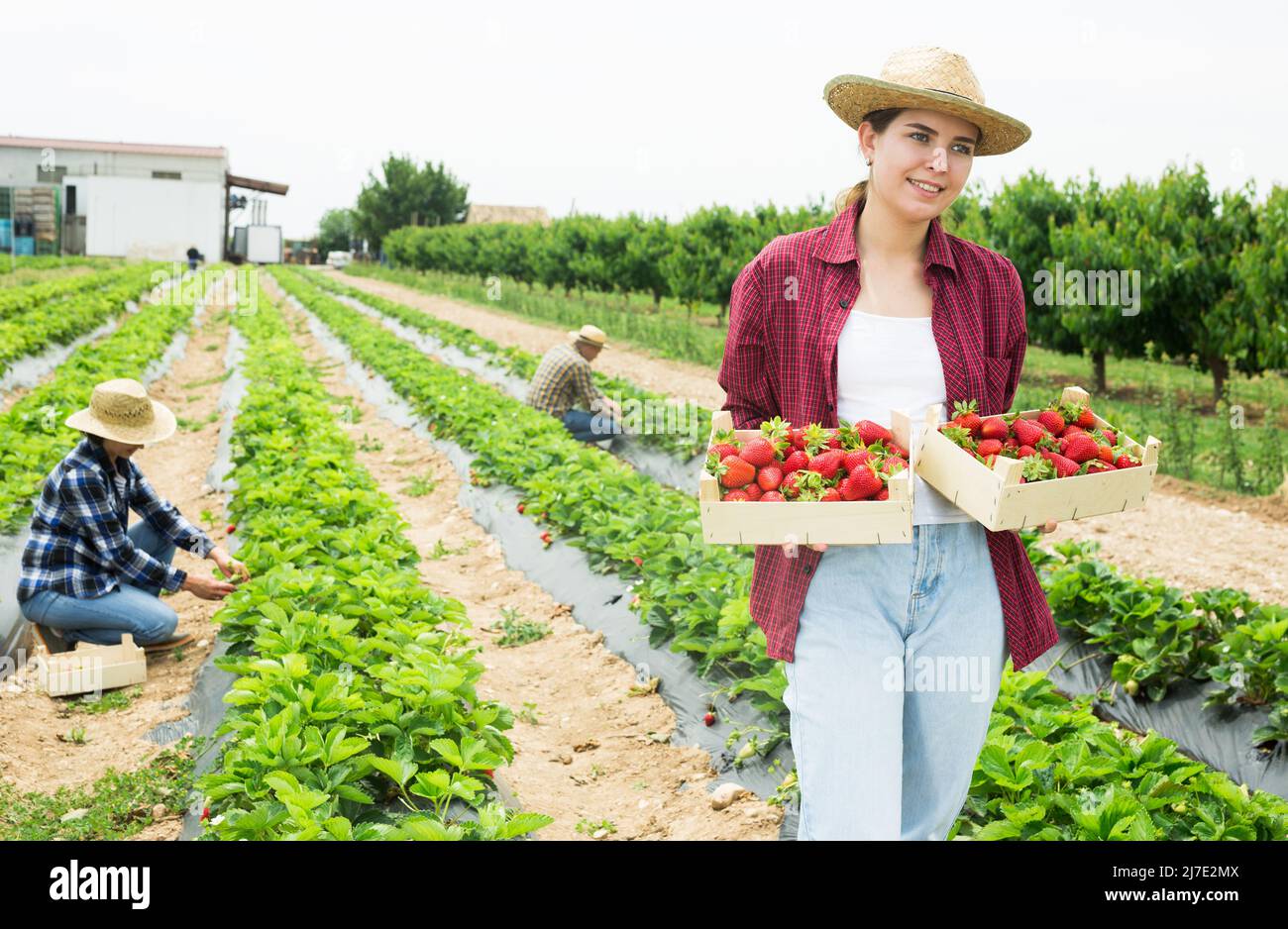 Positive woman picking strawberries on field Stock Photo - Alamy