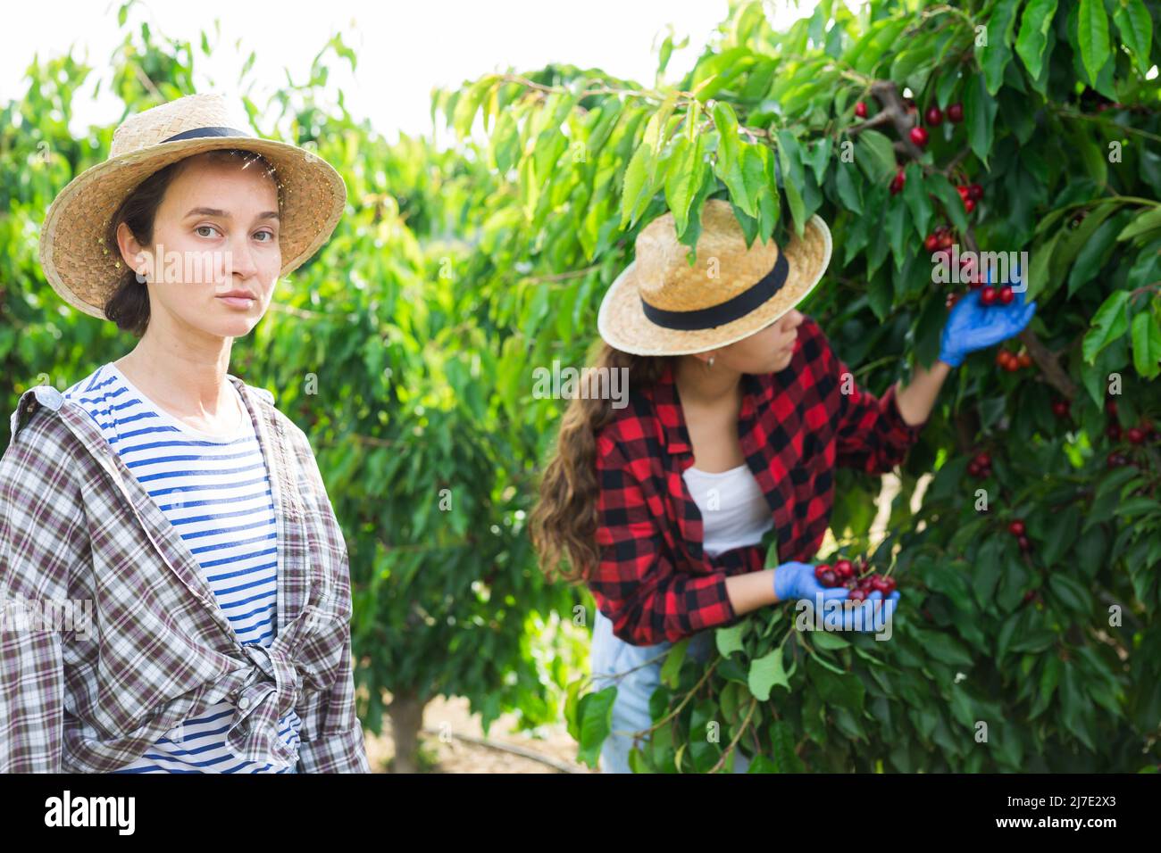 Farm worker harvesting berry fruits hi-res stock photography and images ...
