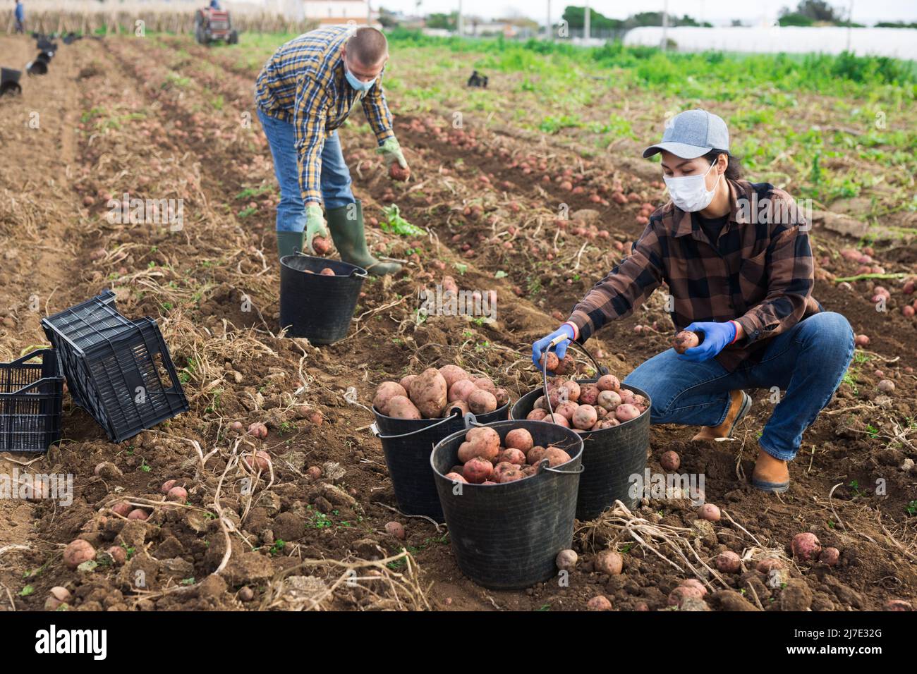 Farmers in protective mask working on farmer plantation, picking ...