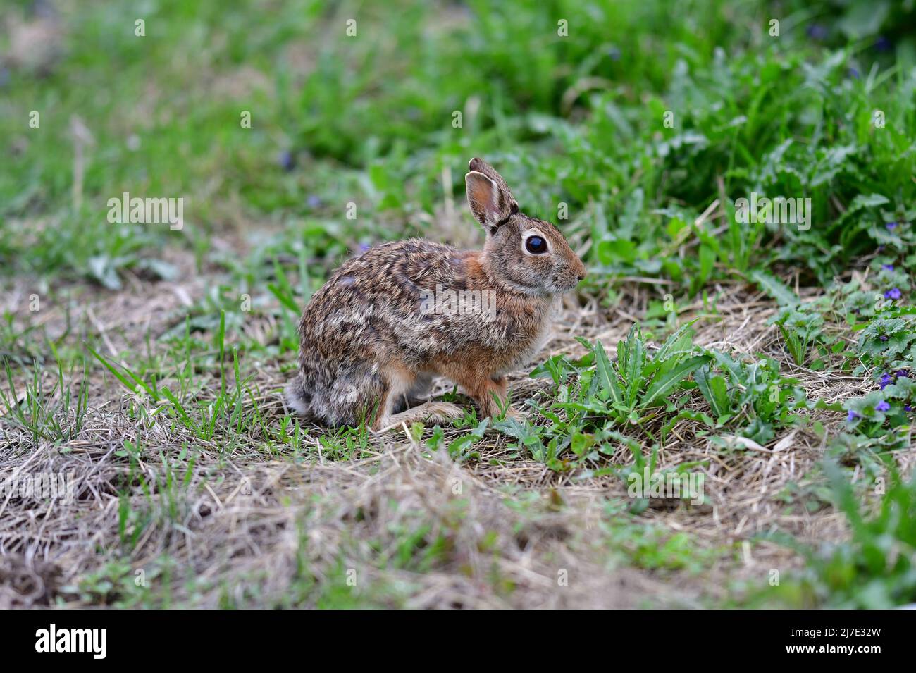 Rabbit playing hi-res stock photography and images - Alamy