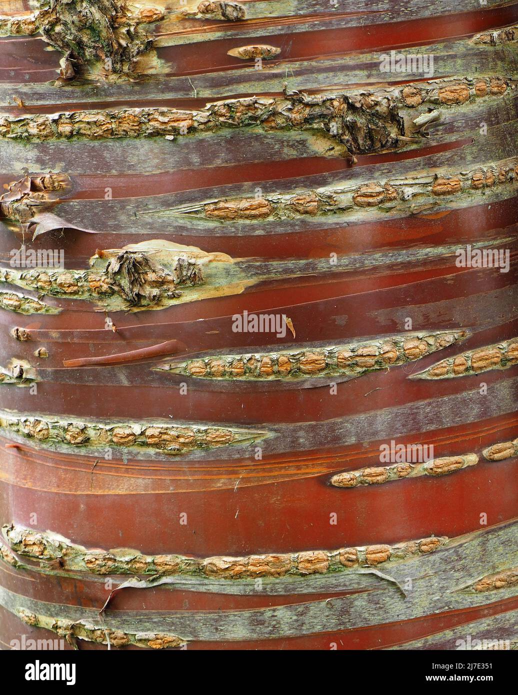 Trunk of a mature Prunus Serrula tree (Japanese or Tibetan cherry ...