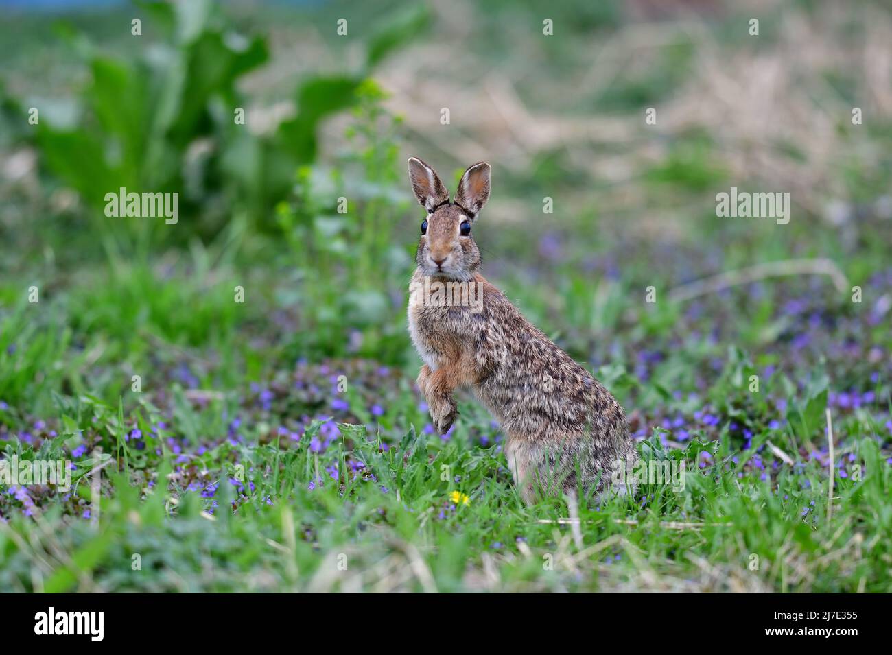 Baby rabbit playing in the grass Oryctolagus cuniculus Stock Photo - Alamy