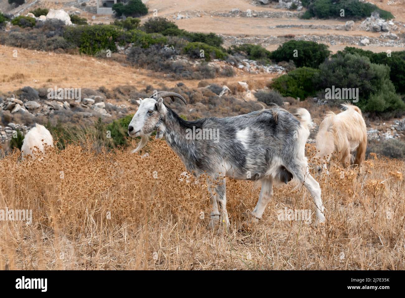 Semi rural environment hi-res stock photography and images - Alamy