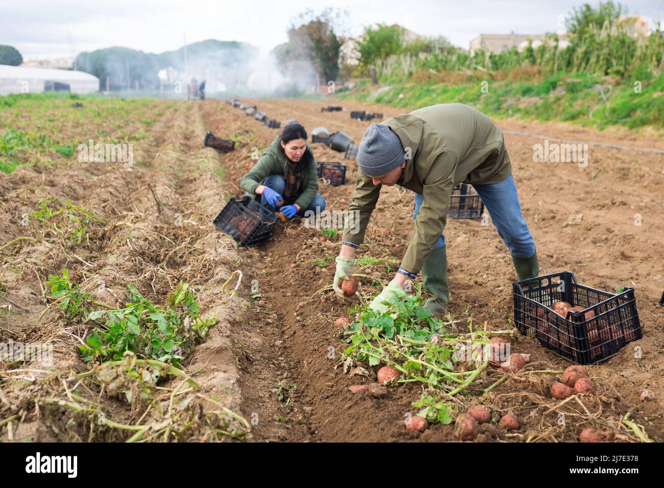 Focused farm workers harvesting organic potato crop on field Stock ...